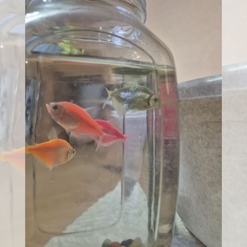 Аквариумные рыбки тернеции