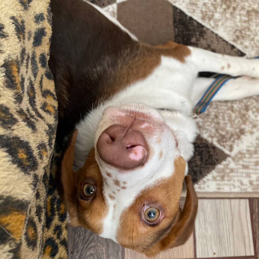 Бигль в хорошие руки