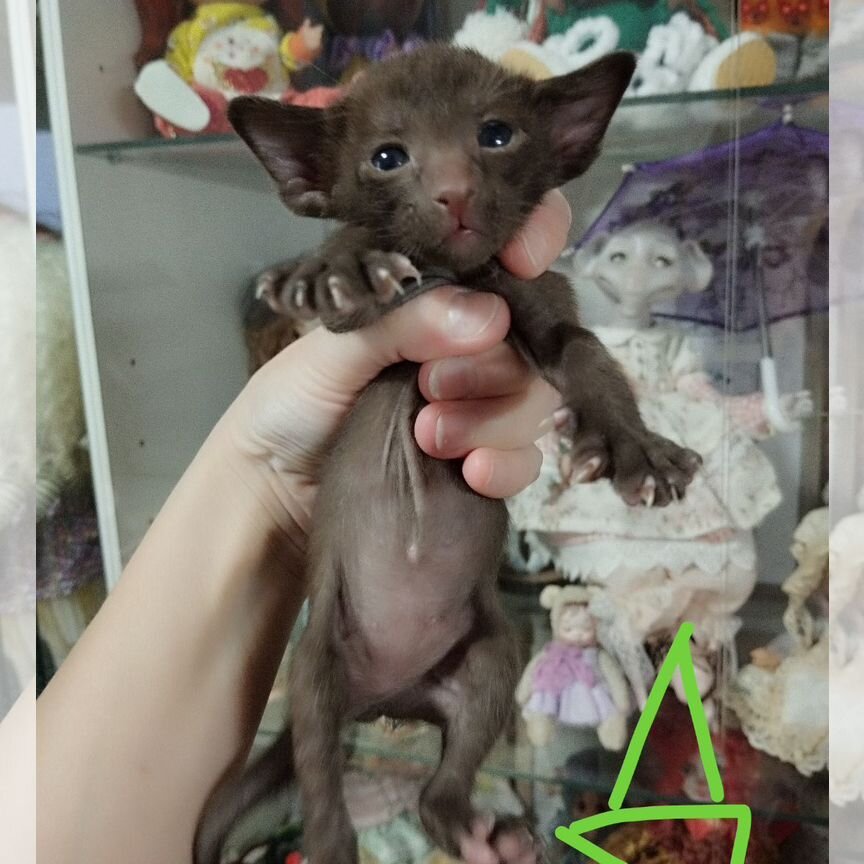 Ориентальный котёнок