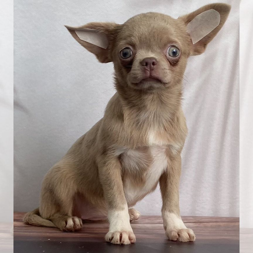 Чихуахуа, щенок