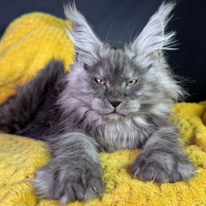 Мейн-кун котёнок