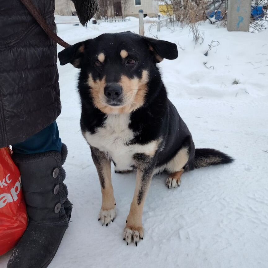 Взрослый пёс в добрые руки