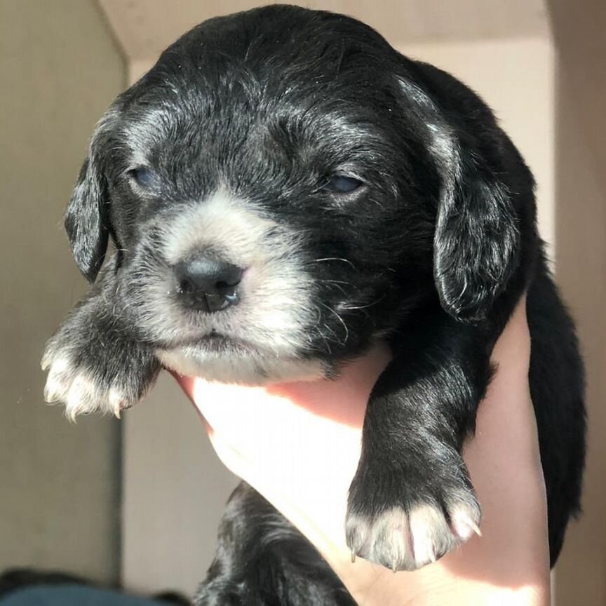 Русский кокер спаниель