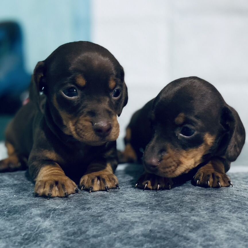 Такса, щенок