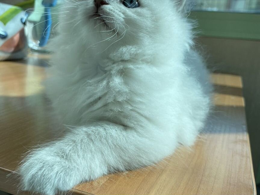 Чистые аристократы Невские маскарадные котята