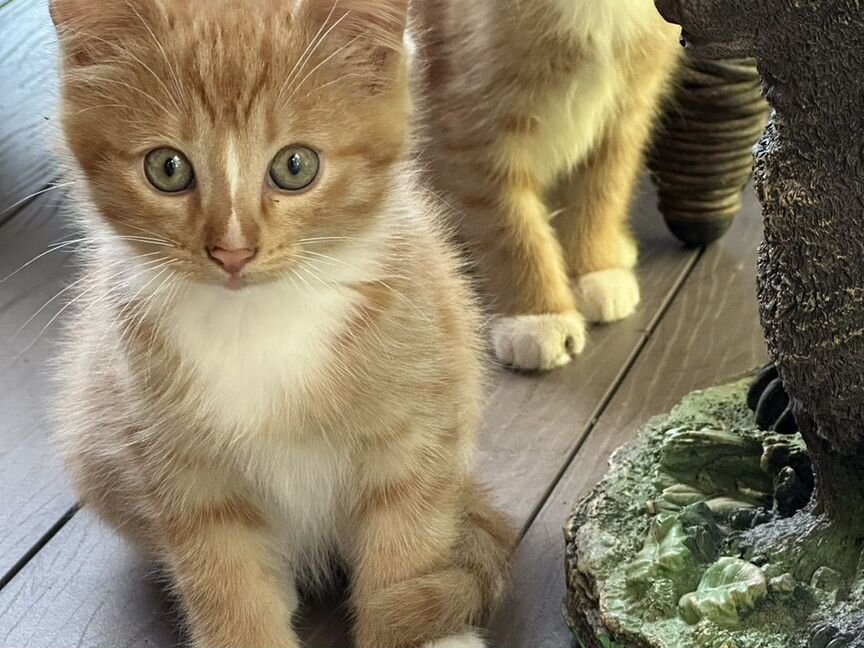 Два рыжих солнечных котенка в добрые руки