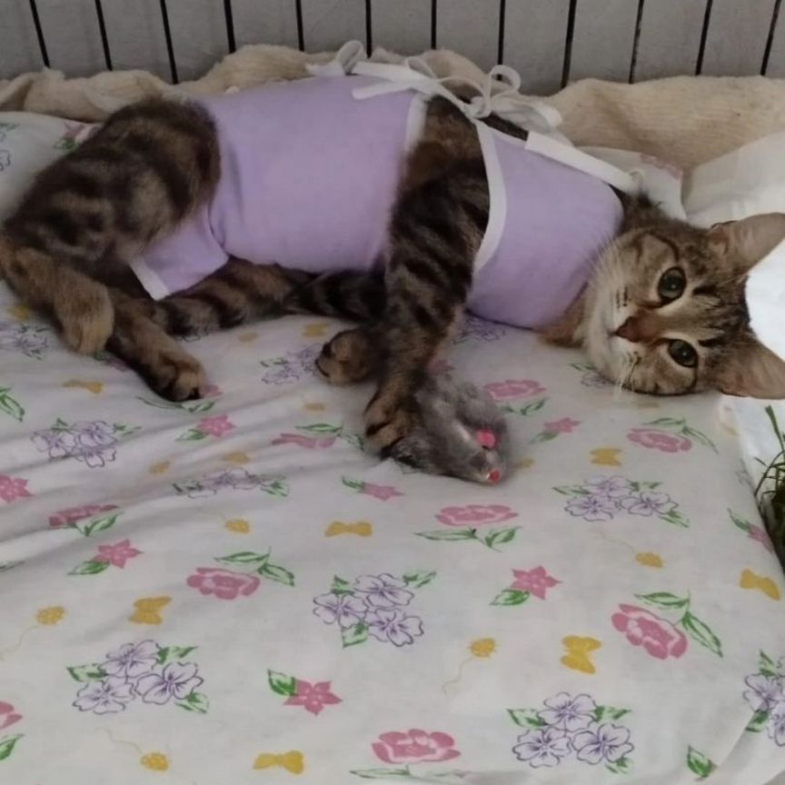 Кошечка окраса табби