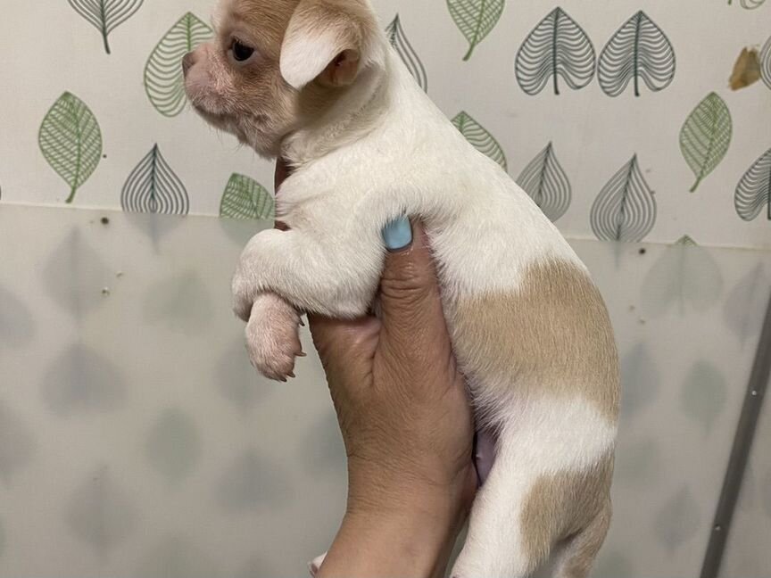 Чихуахуа девочка мини