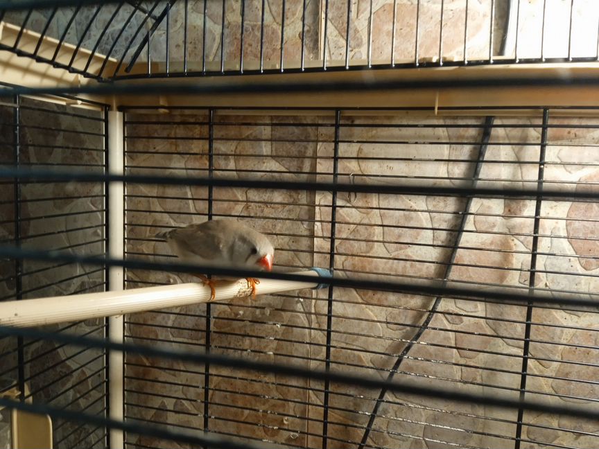 Амадина зебровая девочка