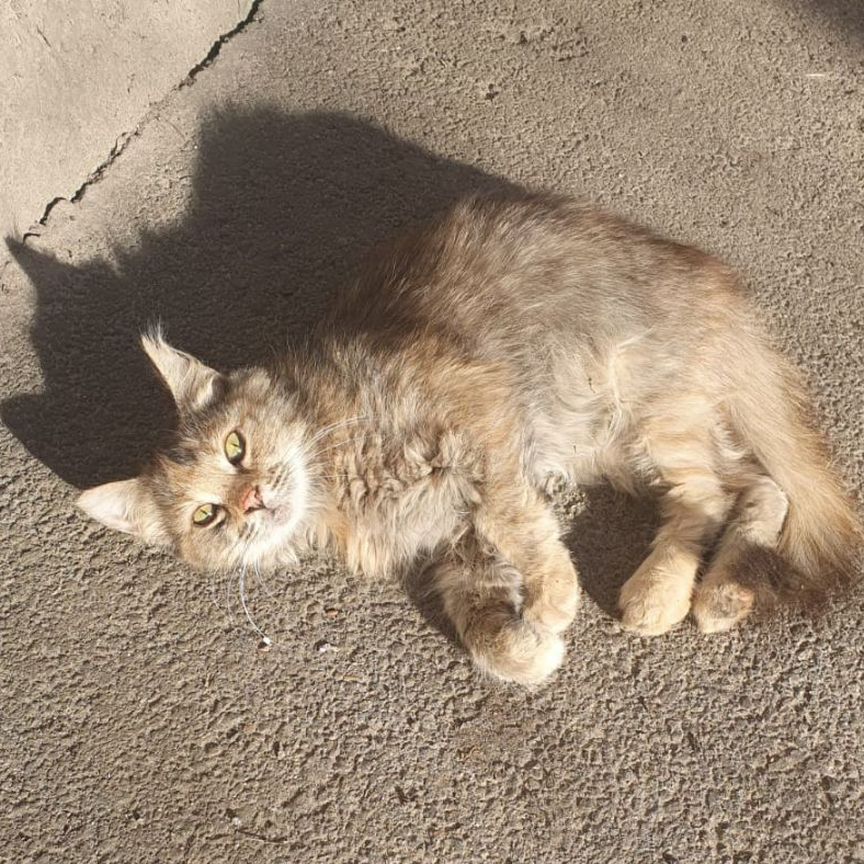 Кошка в поисках дома
