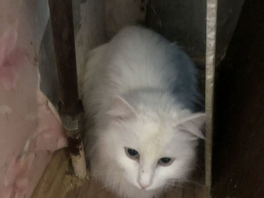 Кошка в добрые руки