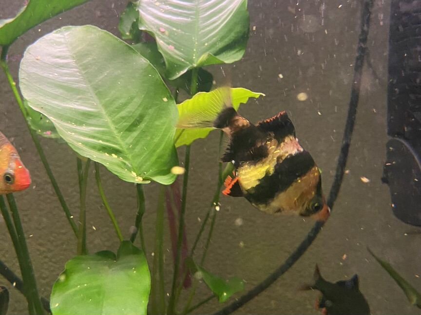 Барбус суматранский