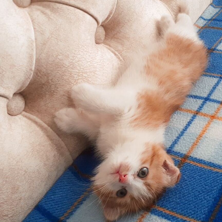 Отдам в добрые руки котёнка-девочку