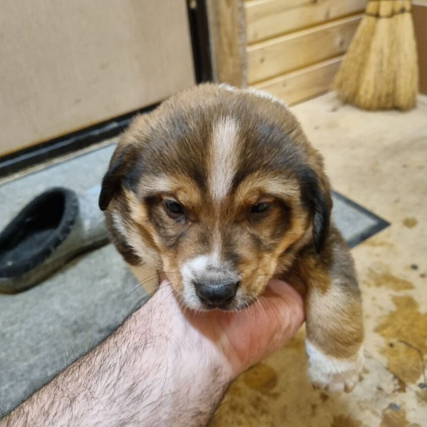 Прекрасные щенята в хорошие руки