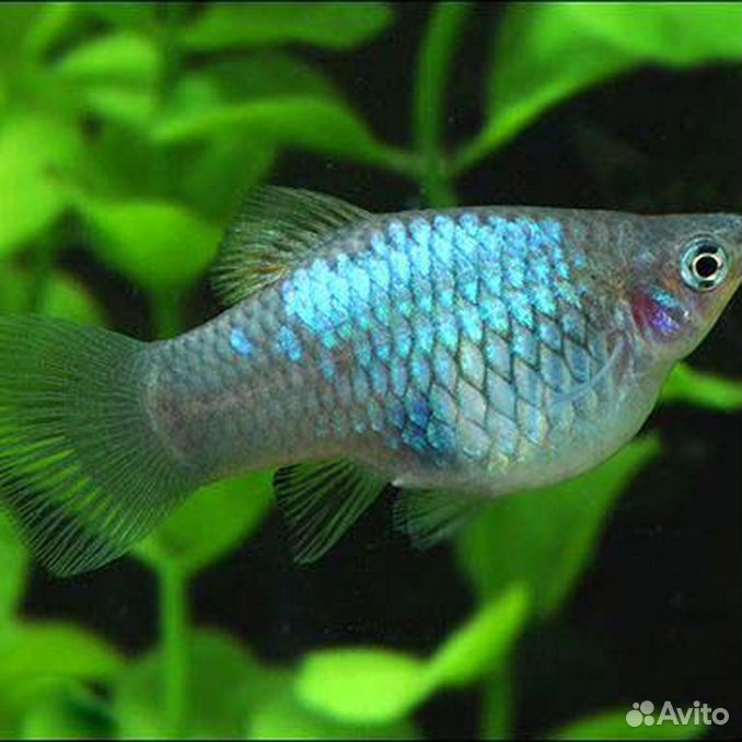 Пецилия голубая (Blue Platy Fish)