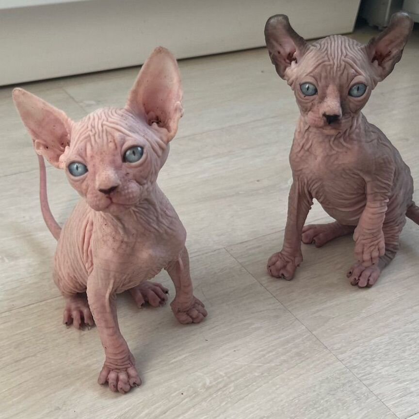 Канадский сфинкс котёнок
