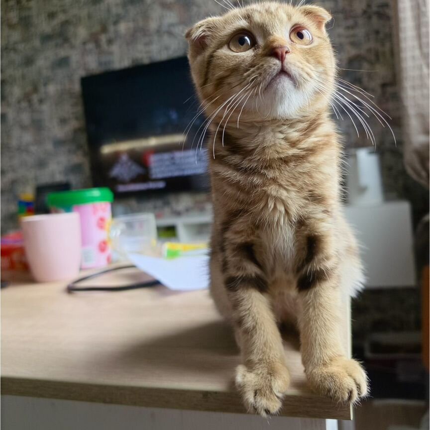Шотландский вислоухий короткошёрстный котёнок