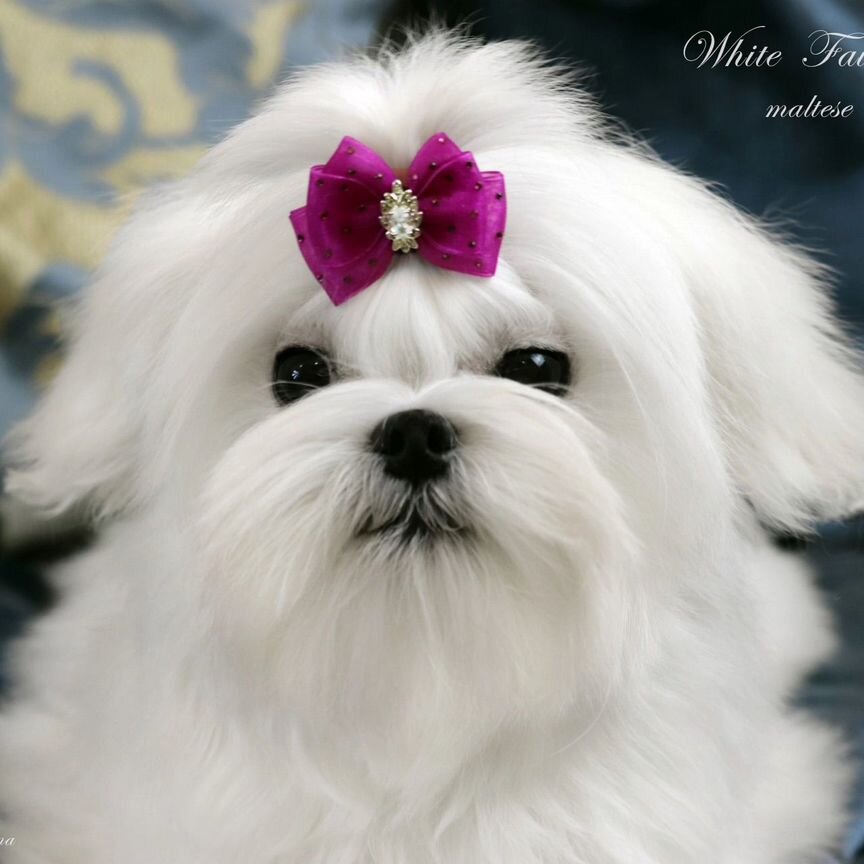 Безумно сладкий мальчик мальтезе в любовь