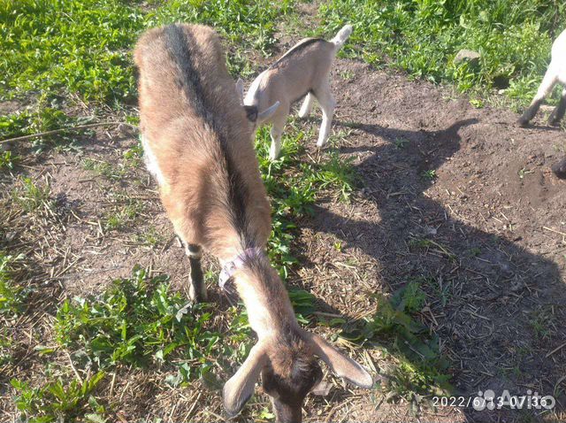 Коза Нубийская