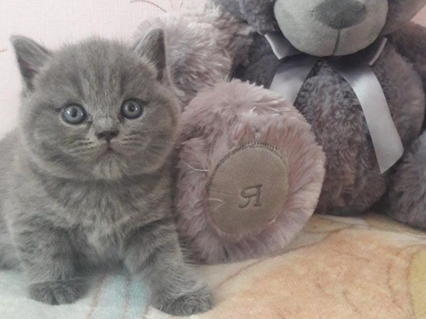 Британцы с апельсиновыми глазками