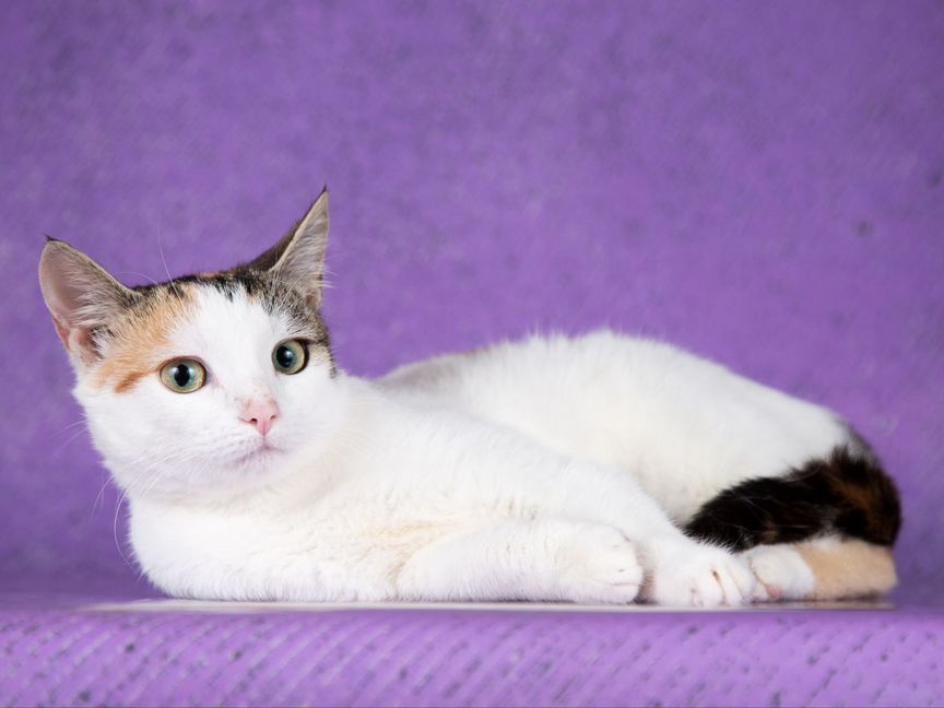 Кошечка Яночка ищет любящую семью