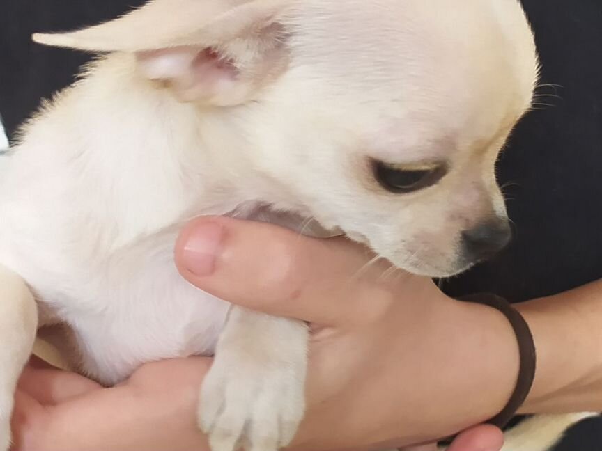 Щенок чихуахуа девочка