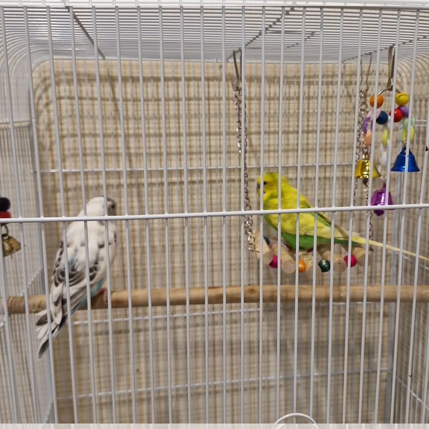Волнистый попугай с клеткой