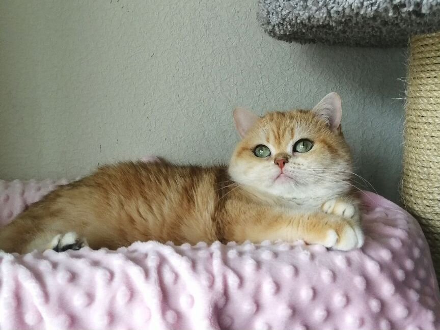 Кошка золотая шиншилла
