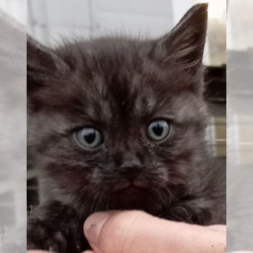 Мальчик полубританец