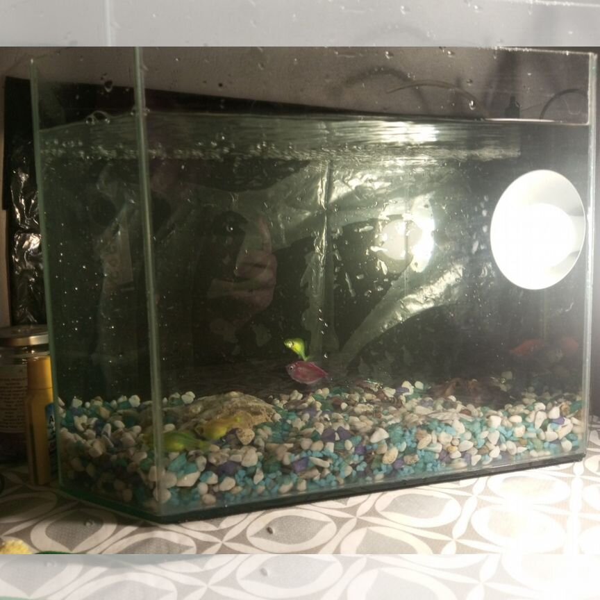 Аквариум с рыбками