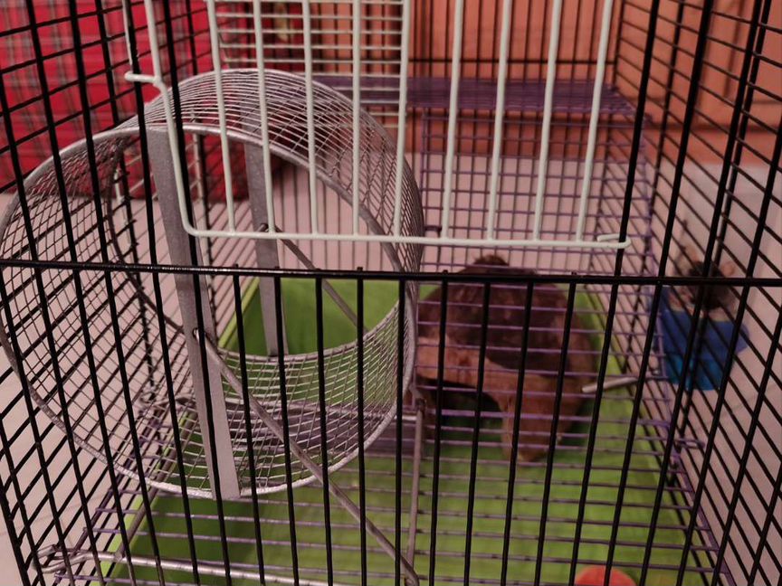 Трехэтажная клетка для грызунов