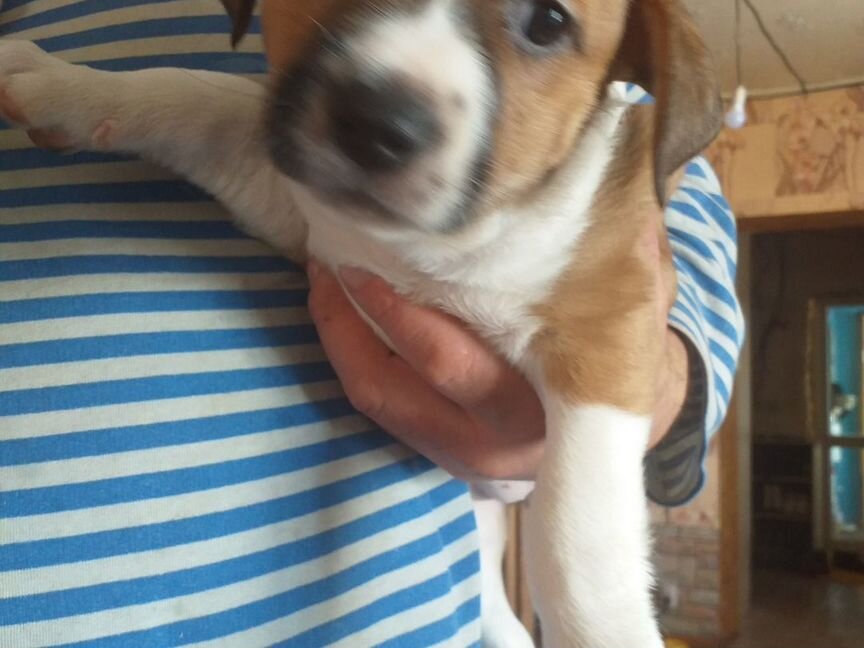 Щенки помесь стаффа