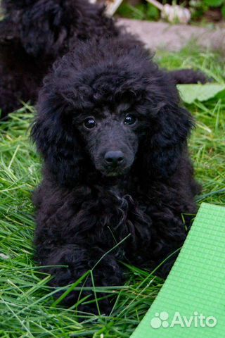 Той-пудель черный мальчик
