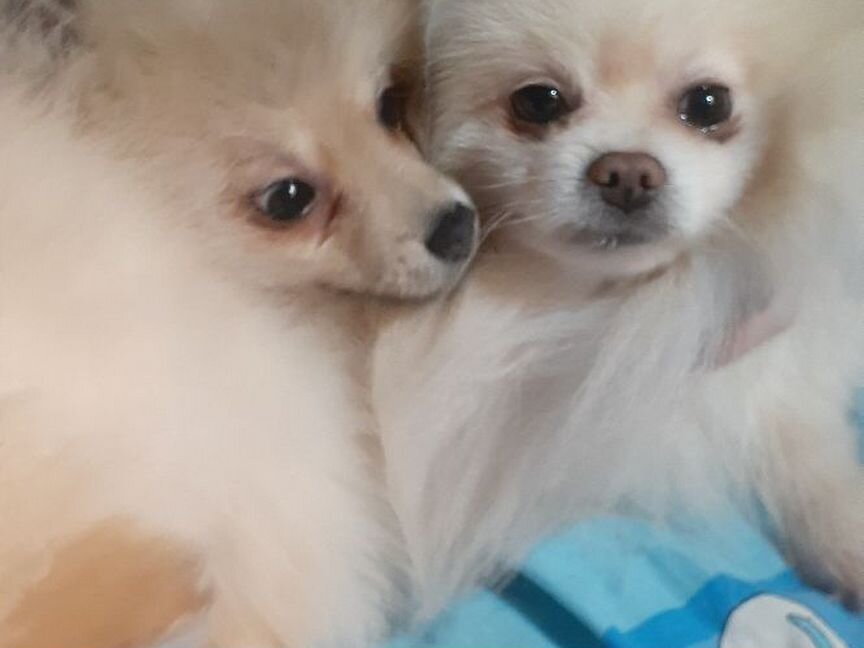 Продаются щенята шпица