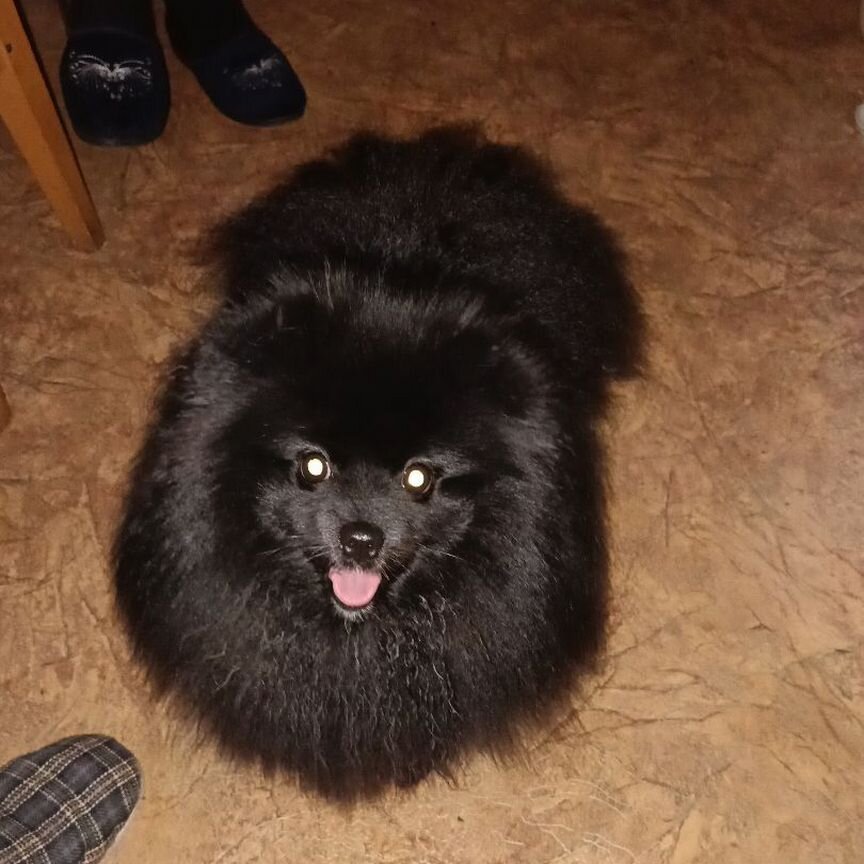 Шпиц вязка, не развязан