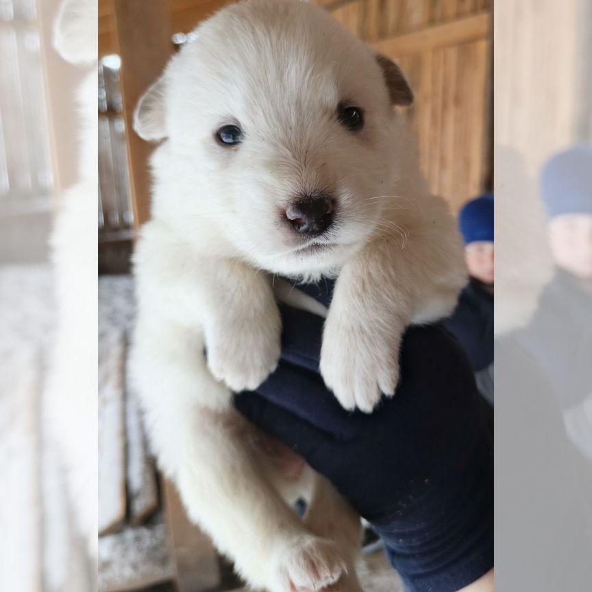 Самоедская собака, щенок