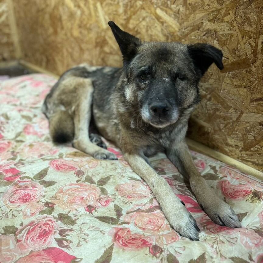 Джорджи жертва человеческой жестокости