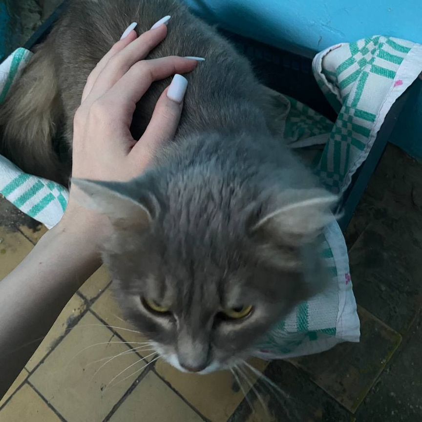 Домашний Котик