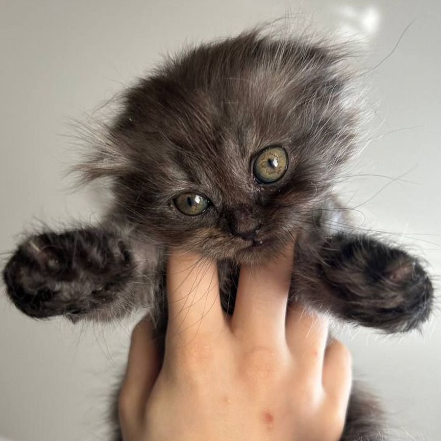 Шотландский вислоухий длинношёрстный котёнок
