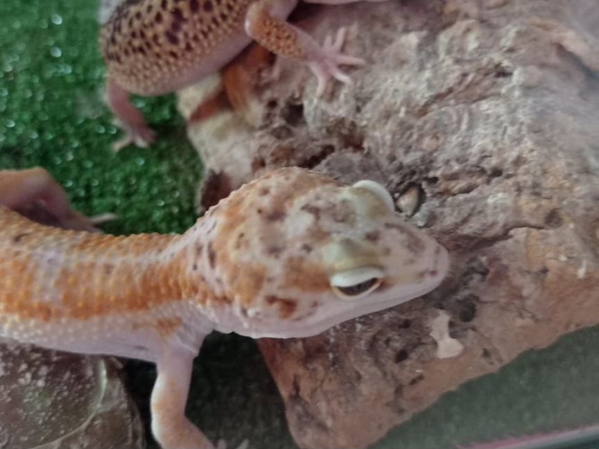 Террариум для рептилий 30х30х40