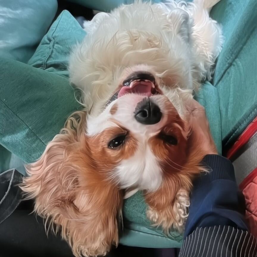 Кавалер кинг-чарльз-спаниель, взрослый пёс