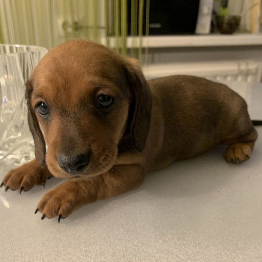 Карликовая такса, щенок