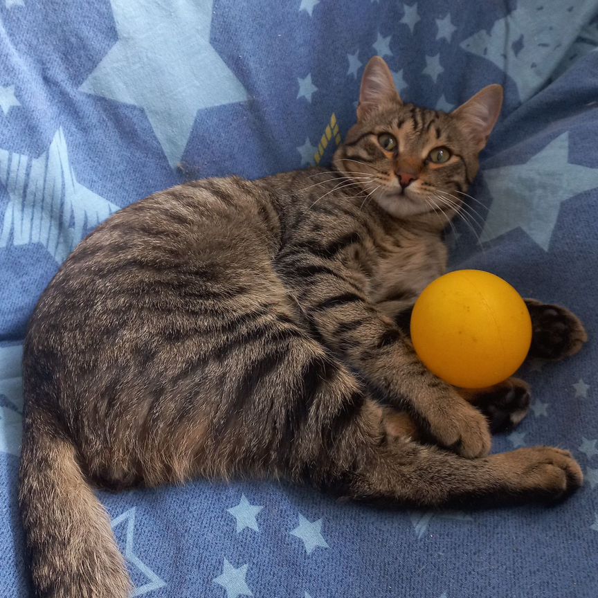 Кастрированный котик