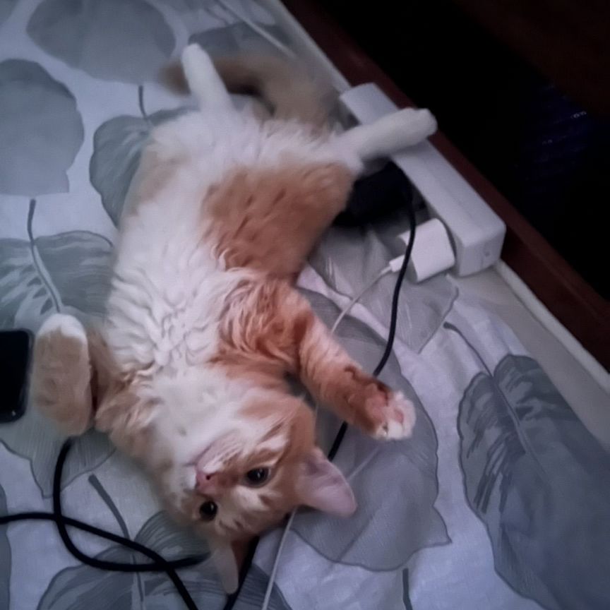 Котята от 5 месяцев