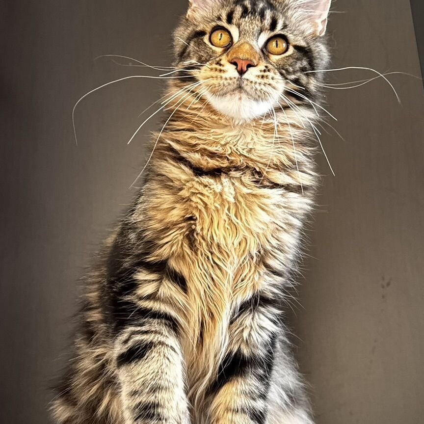 Крупный котенок мейн кун