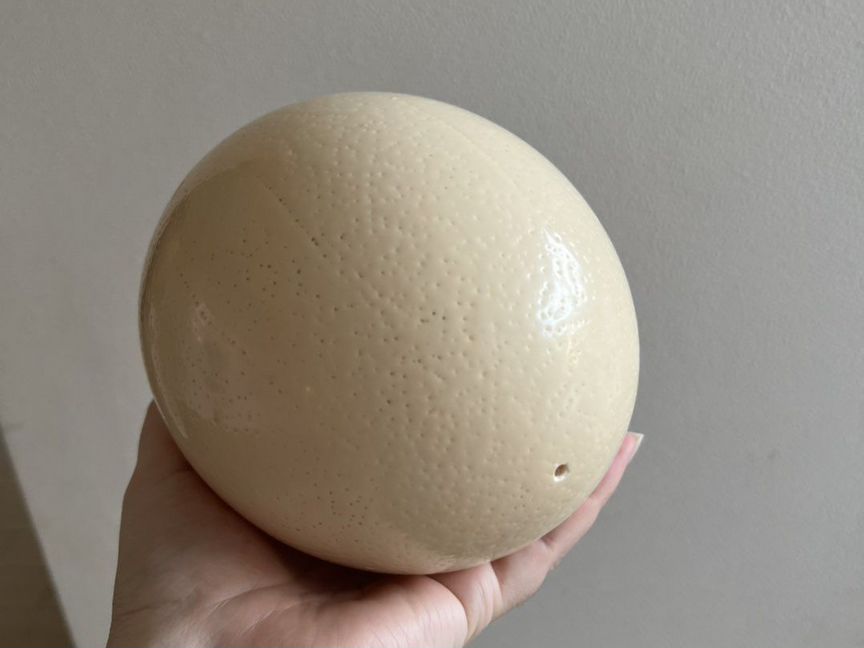 Страусиное яйцо (скорлупа)