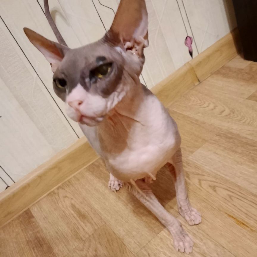 Канадский сфинкс, взрослая кошка