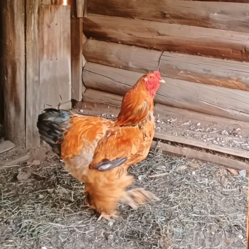Петух Брама