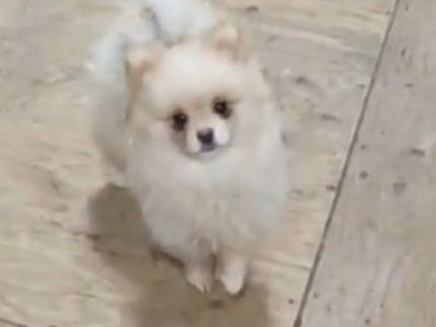 Померанский шпиц