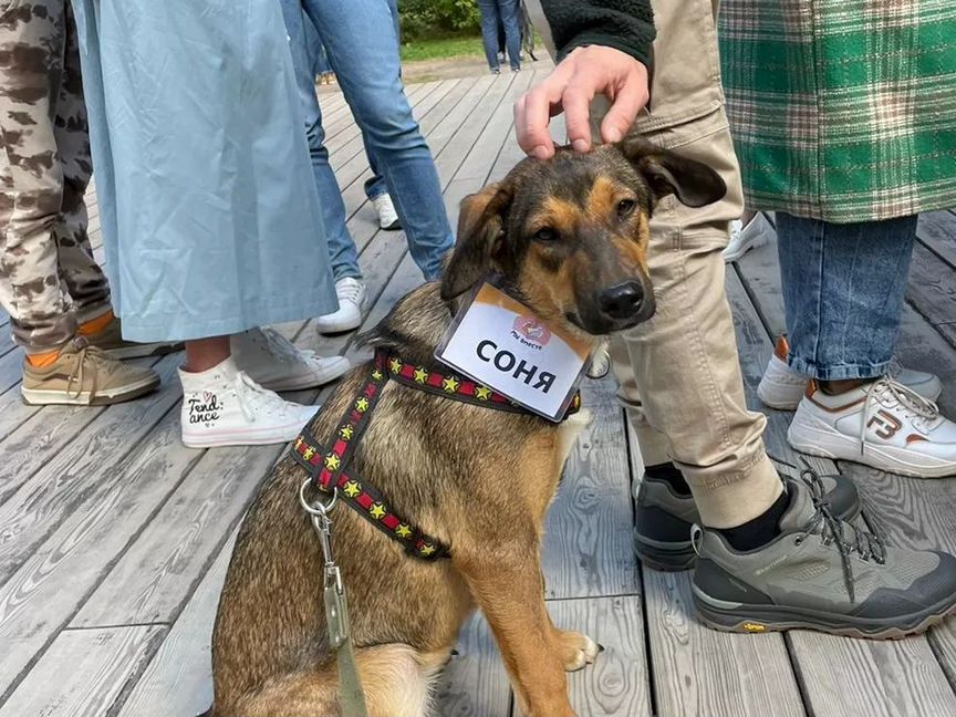 Маленькая собачка в добрые руки